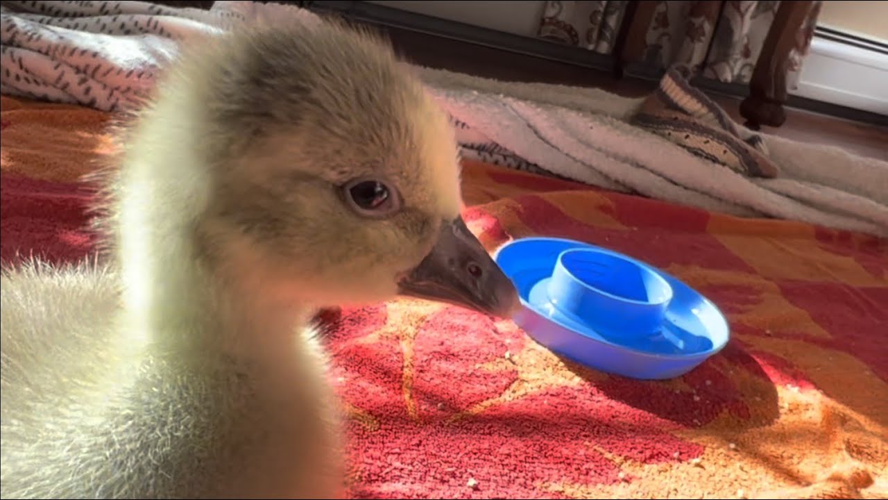 We hatched a goose! Hatching a gosling in the Farm Innovator Pro ...