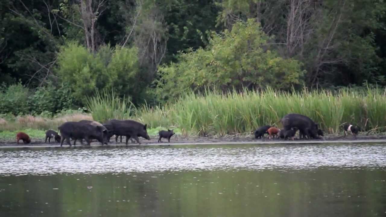 Feral Hog Family With Piglets In Dallas Texas - YouTube