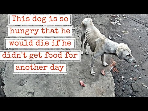 This dog is so hungry that he would die if he didn't get food for ...