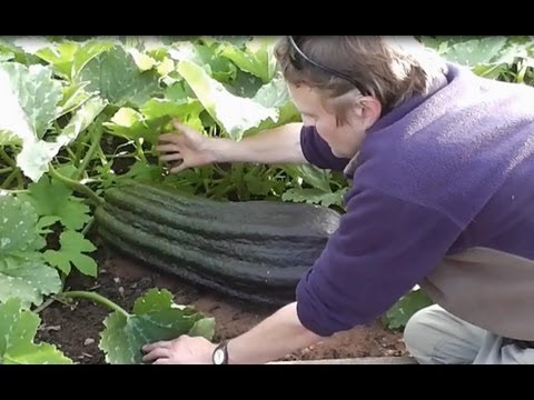 Allotment Diary : Guess the weight of the Giant Marrow 2013 Competition ...