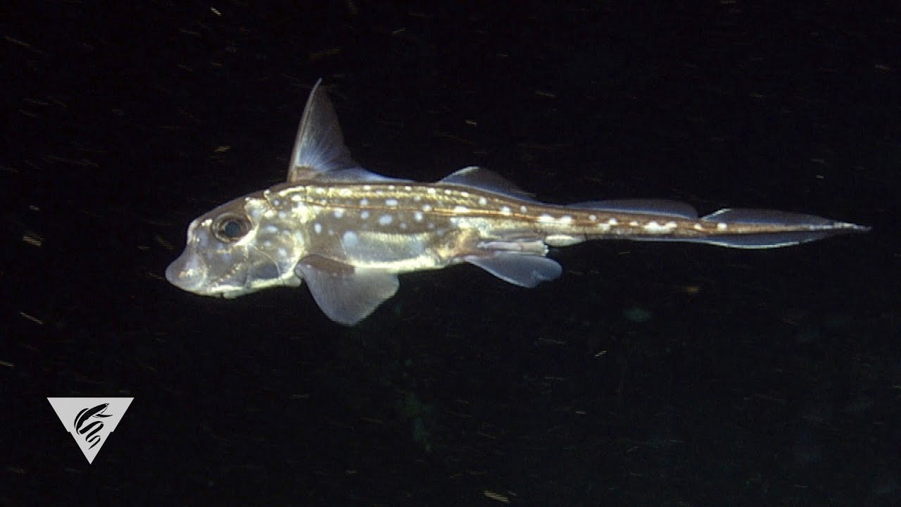 MBARI 2020: It's been a long year, but these deep-sea sightings helped ...