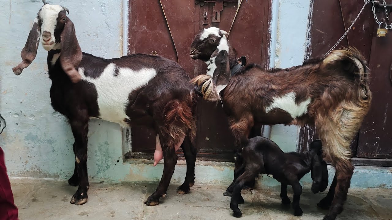 pure hyderabadi breedline goats in Misrigunj subhanallah goat - YouTube