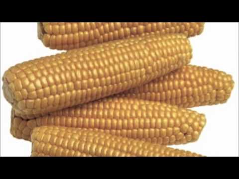 Plant and uses of the Lenape tribe - YouTube