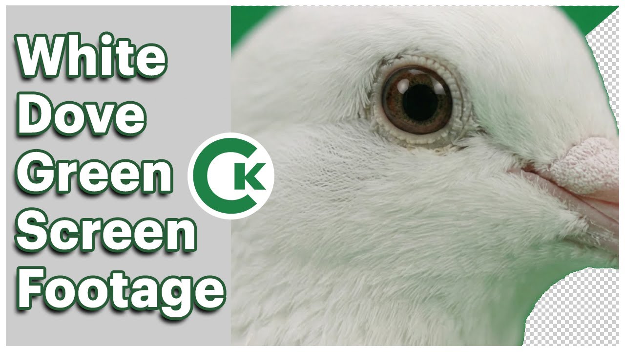 White Dove on Green Screen | Free Chroma Key Footage Pack - YouTube