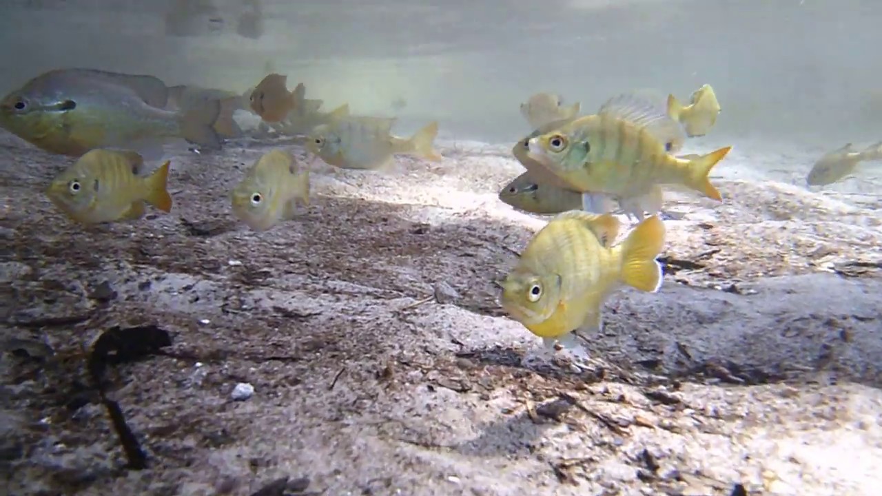 Cannon Springs Ocklawaha River - YouTube