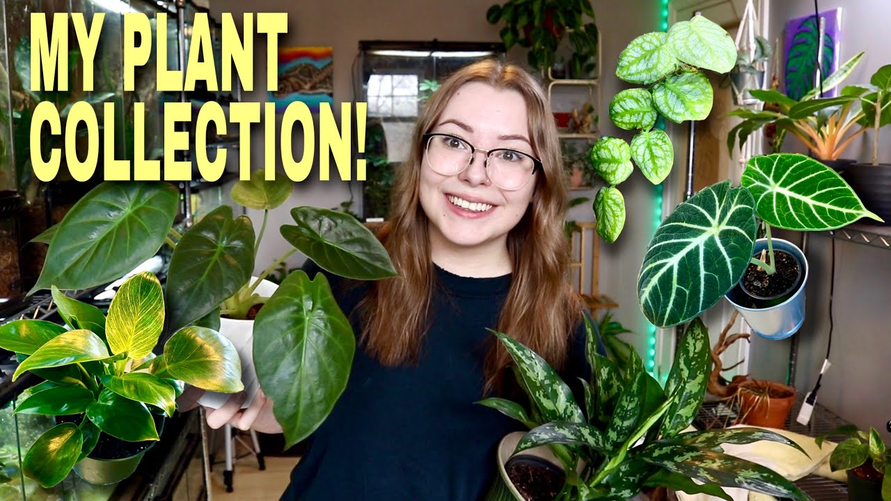 ALL OF MY HOUSE PLANTS Plant Collection Tour YouTube all-of-my-house-plants-plant-collection-tour-youtube
