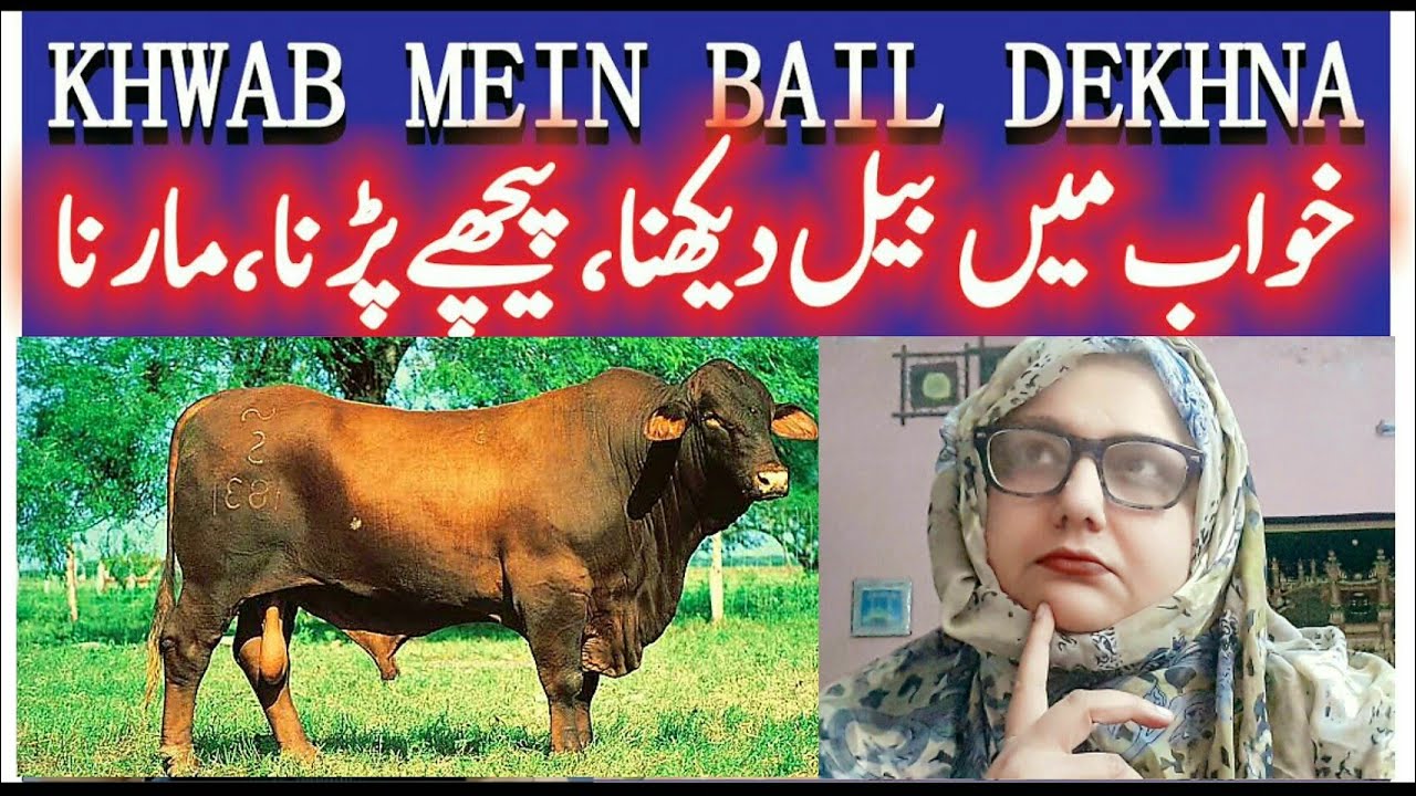 khwab me bail بیل dekhna | cow dekhna | bull | bail zibah karna ...