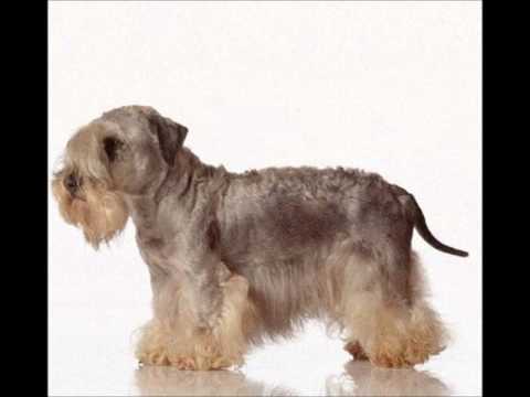 Cesky Terrier ~ Puppies for Sale, by Pets4You.com - YouTube