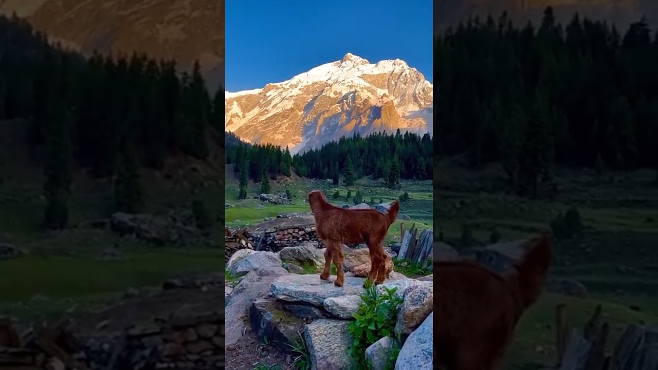 Mathu mathu #goat #animal #viral #shortvideo - YouTube