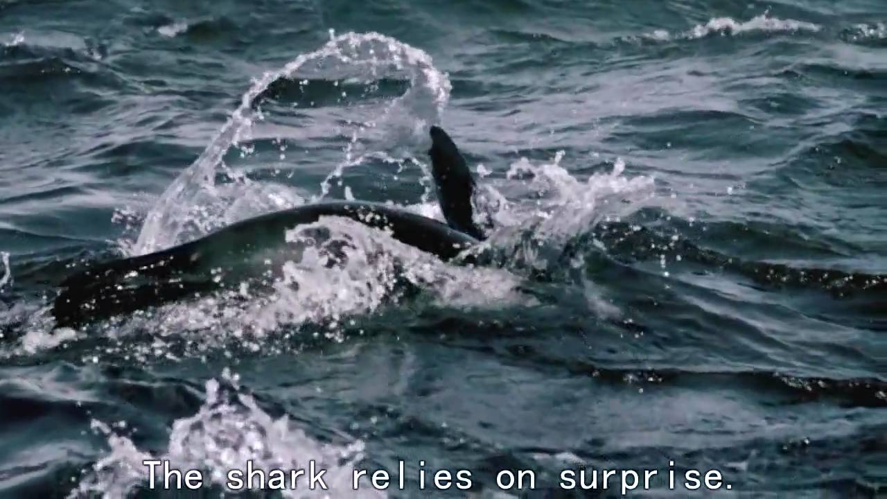 Great White's hunting (HD) [Slow-Motion] - YouTube