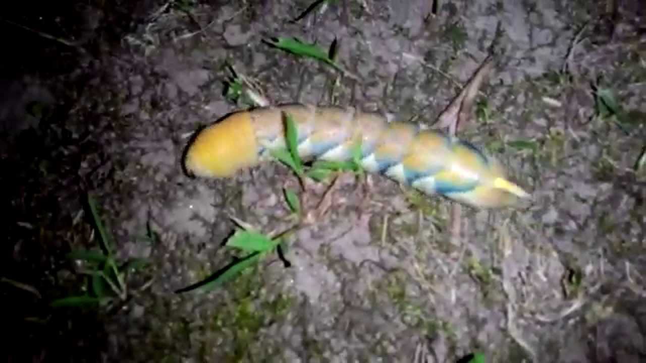 Colorful Worm 1/2 - YouTube