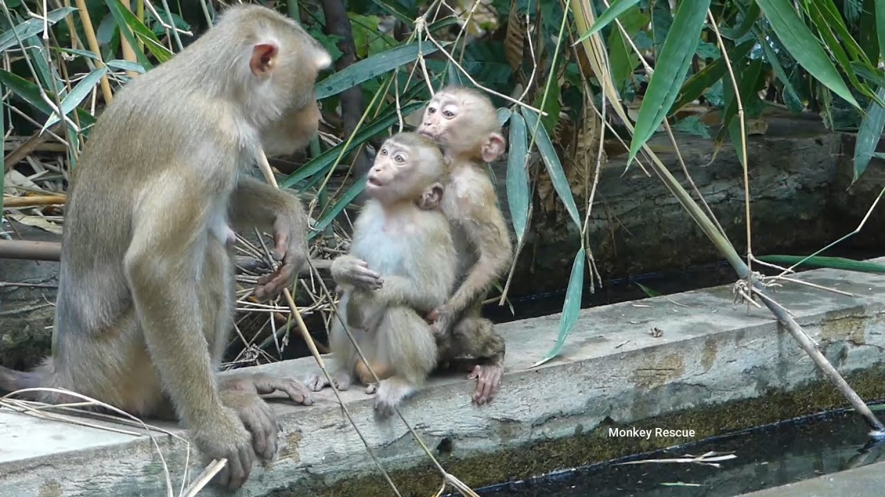 Two clever baby monkeys talk to convince mom for drinking milk, Baby monkey is hungry until ask ...
