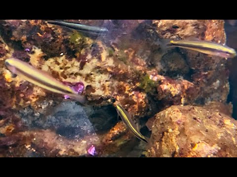 ミヤラビハゼ Rao's hover goby Parioglossus raoi - YouTube
