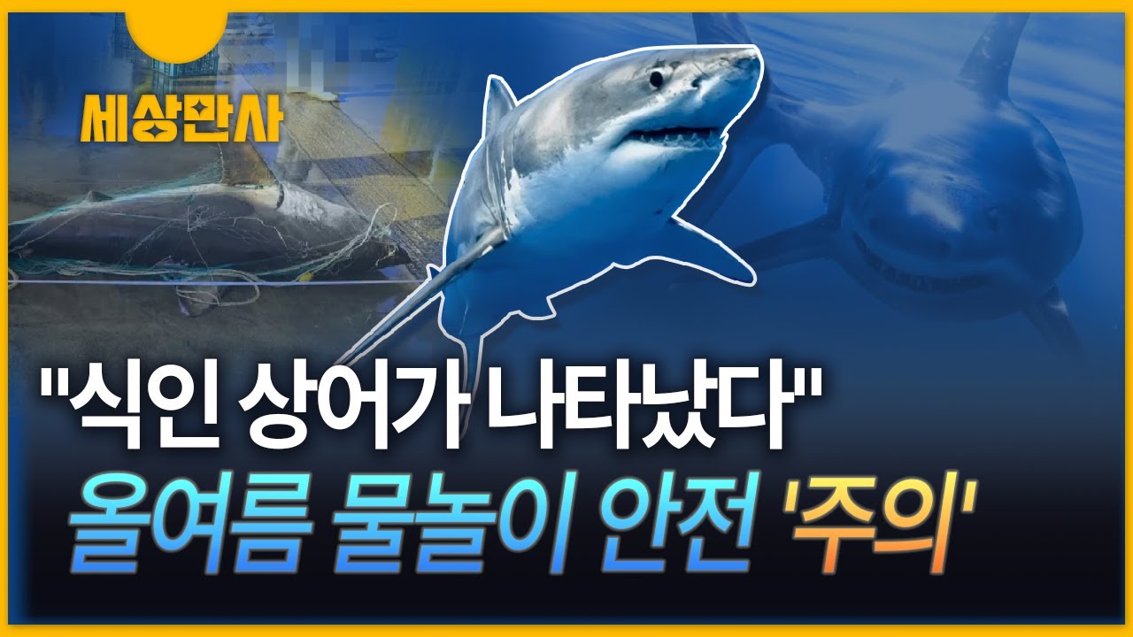 세상만사 올 여름 상어 출몰 주의 ··· 전국 해안서 잇따라 출현상어 만났을 때 대처법은 Youtube