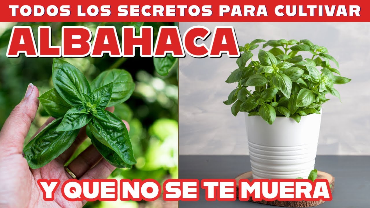 Desde que hago esto mis albahacas producen muchísimo. Secreto para ...