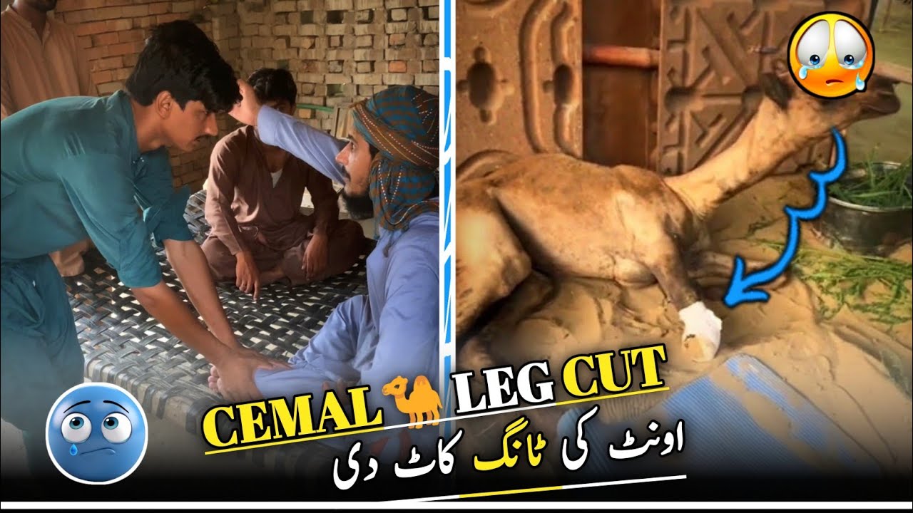 Camel🐪 Leg Cut || اونٹ کی ٹانگ کاٹ دی|| ‎@Round2hell - YouTube