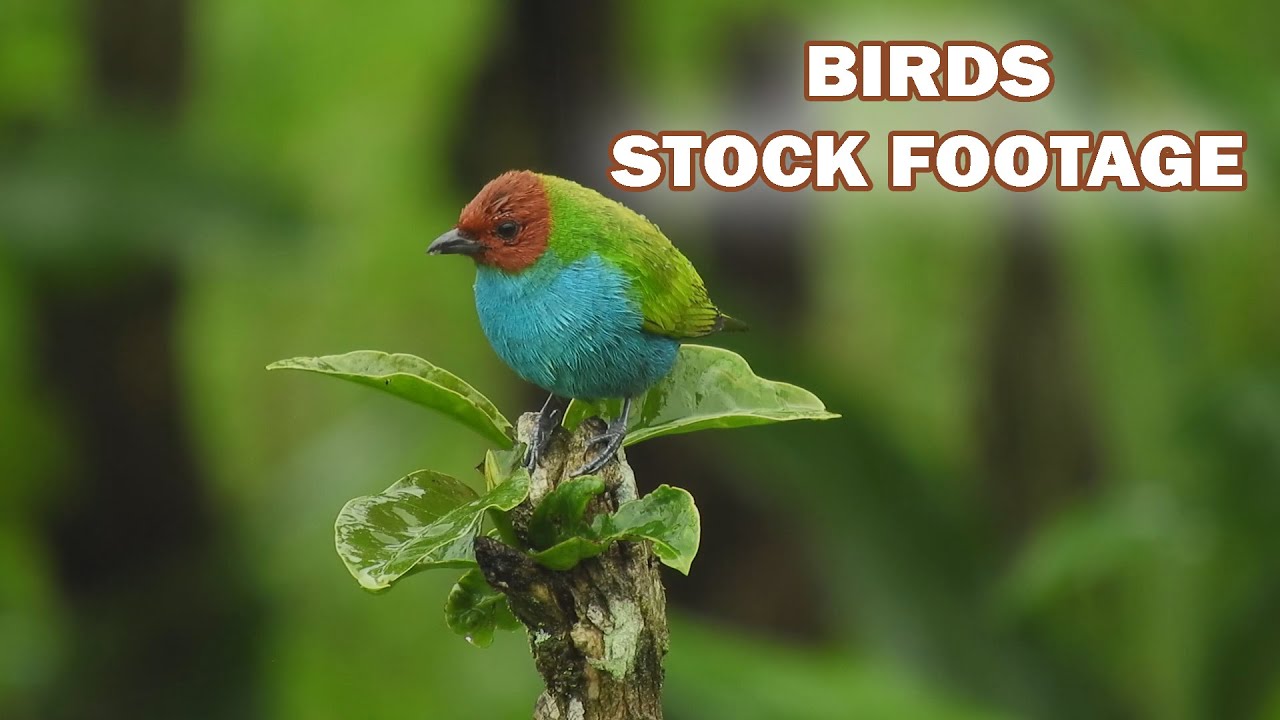 Beautiful Birds Stock Footage Royalty-Free, No Copyright, Free Download ...