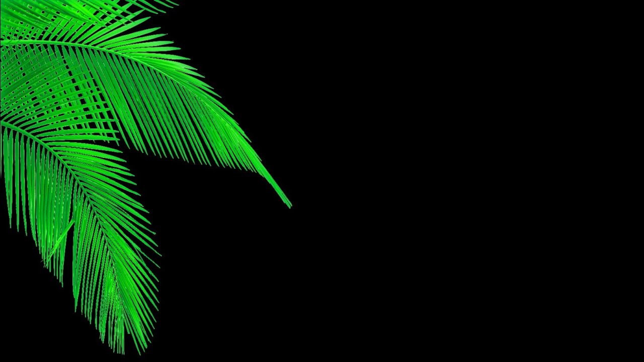 palm tree black screen | black screen leaf status | tree leaves black ...