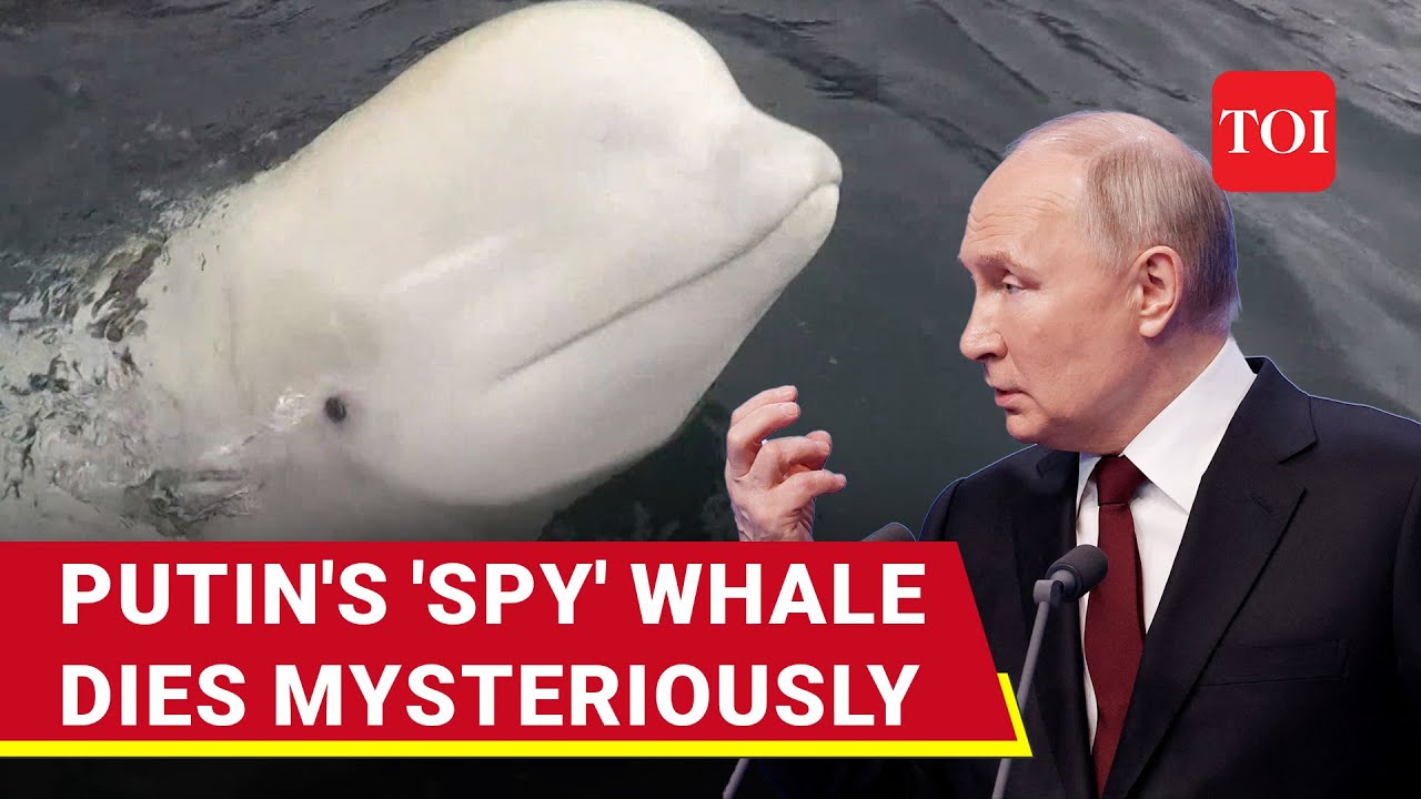 Russian ‘Spy’ Named After Putin Killed Off Norway’s Coast? Hvaldimir ...