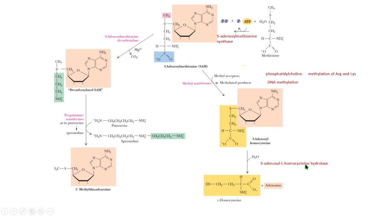 synthesis s-adenosylmethionine síntesis s-adenosilmetionina bioquimica ...