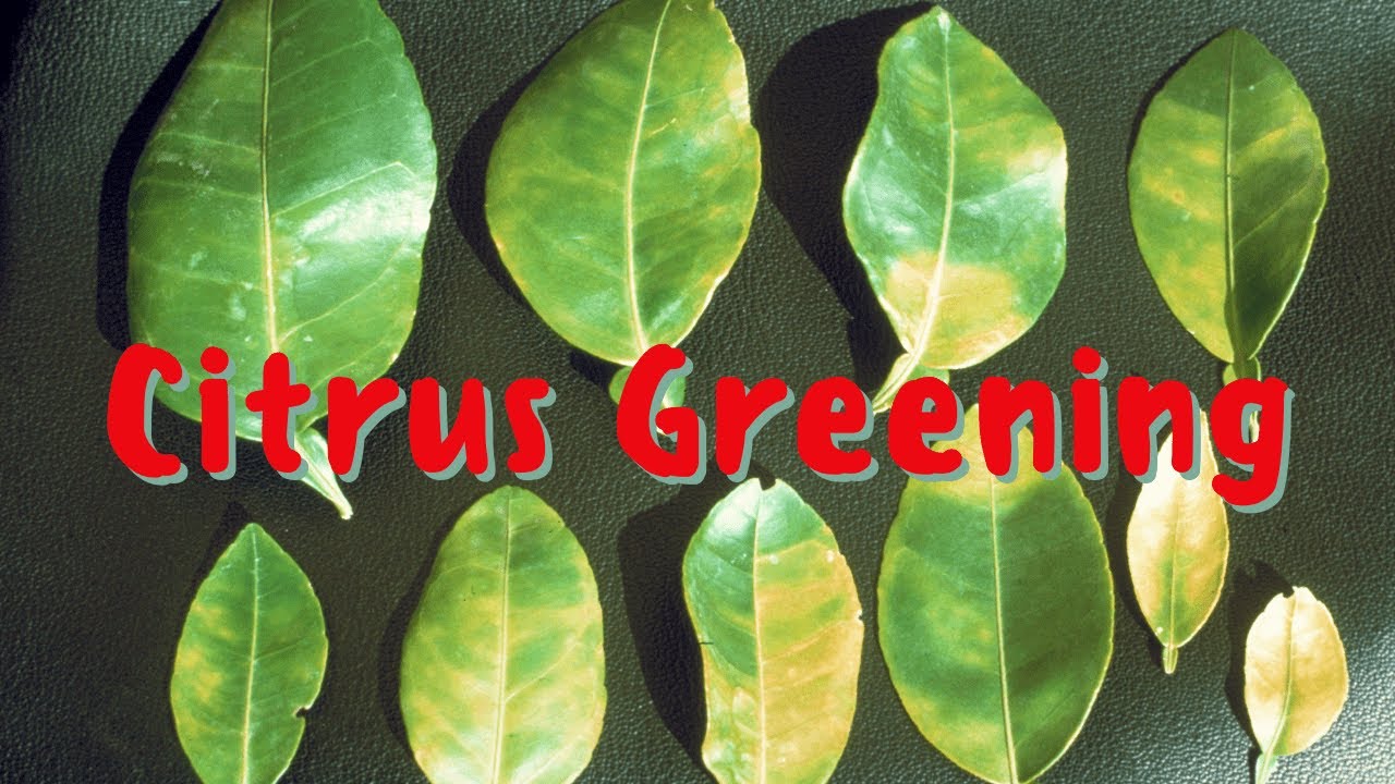 Understanding Citrus Greening (HLB) || Feat. Boby Basnet || Dr. Debraj Adhikari - YouTube