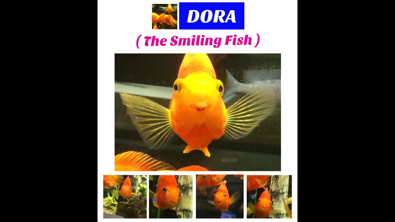 Dora - the smiling fish - Have you ever seen a live fish smile at you ...