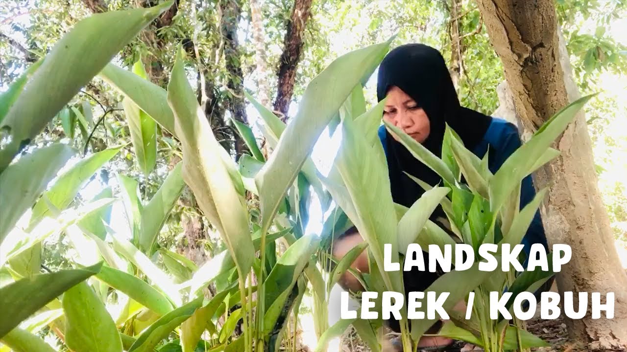 LANDSKAP POKOK KOBUH / LEREK - YouTube