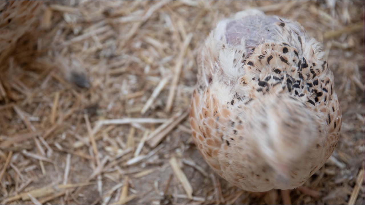 Didier Albouy (2/4) : l'élevage des cailles en bio - YouTube