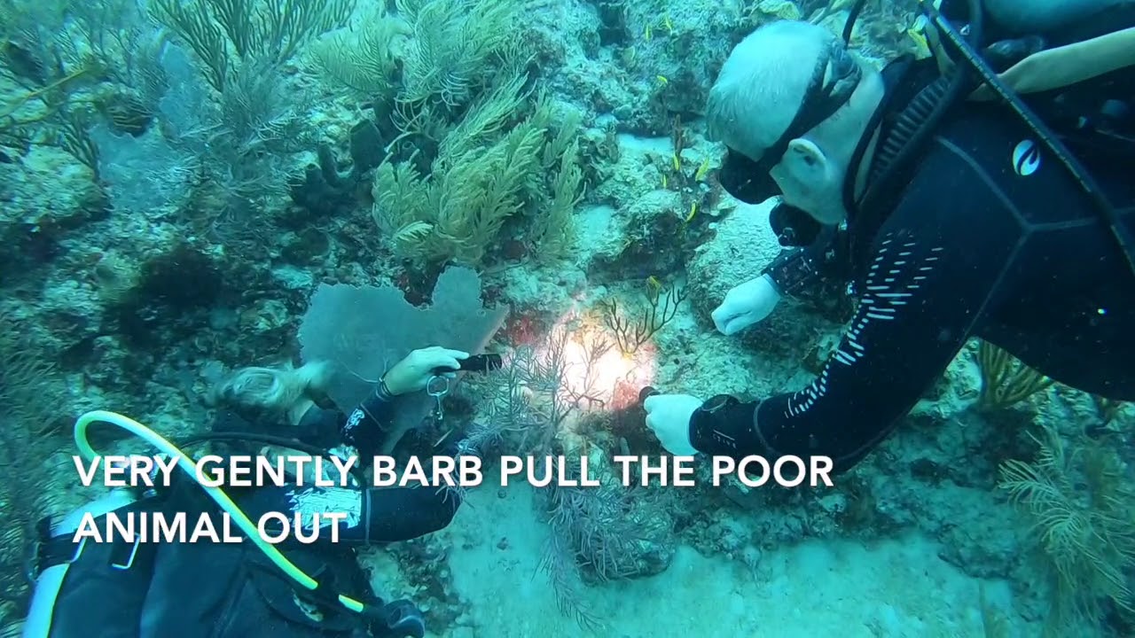 Saving the Moray Eel | Pluto Dive - YouTube