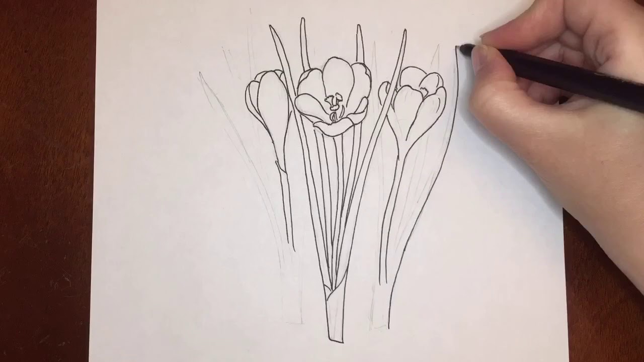 Drawing a Crocus - YouTube