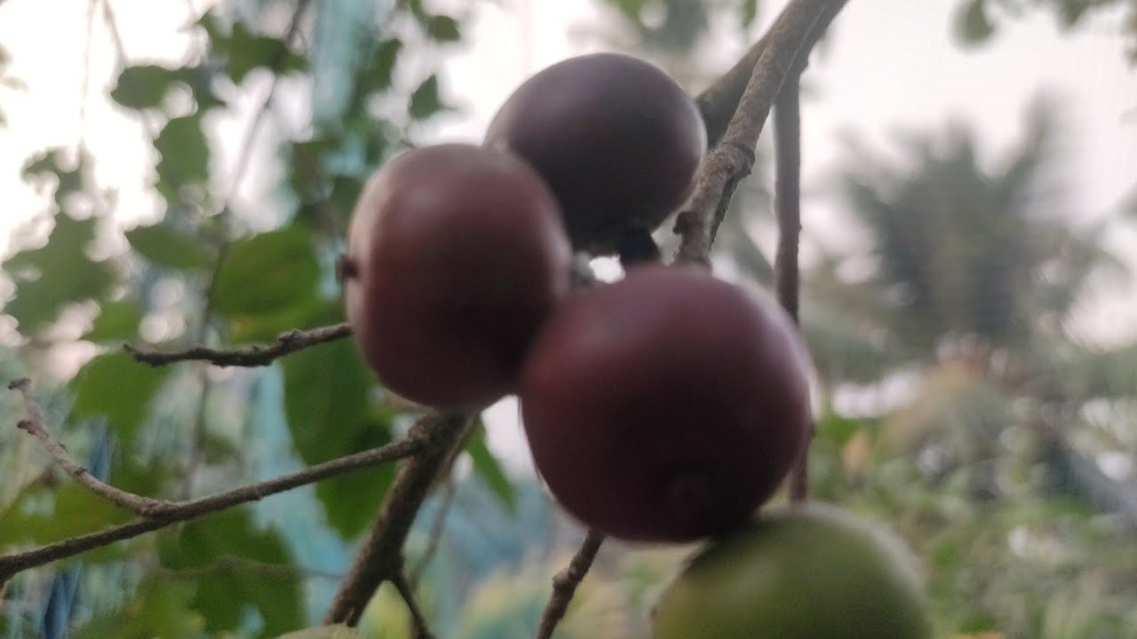 sweet Looby.An all season fruit 🍑🍑 - YouTube