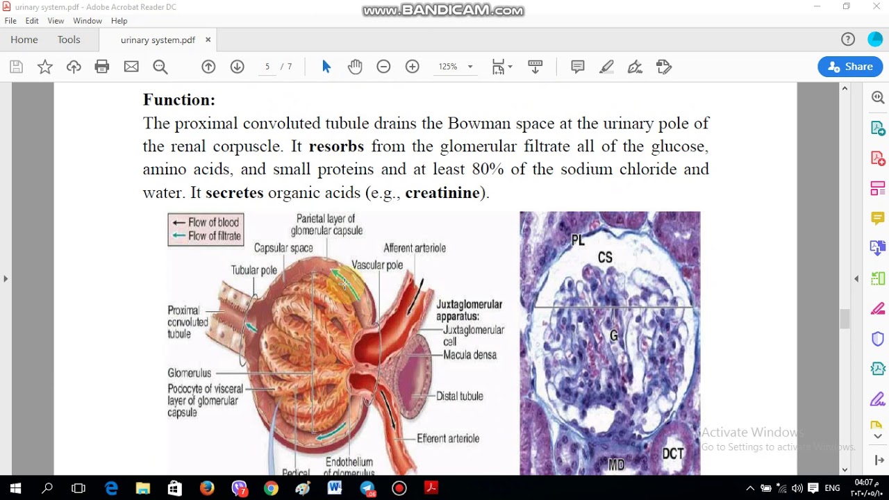 urinary system part 2 - YouTube