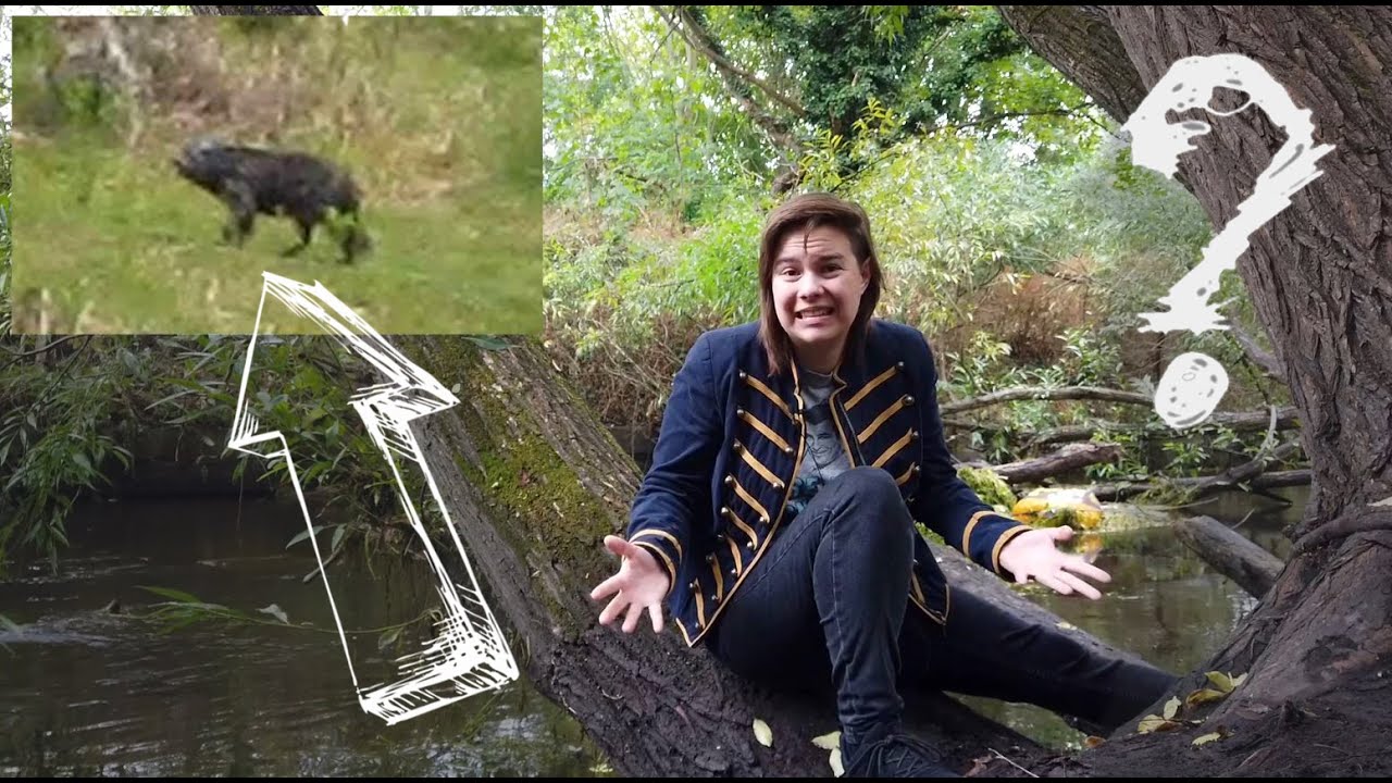 What is the Buckshaw Beast? - YouTube