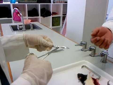 diseccion de rata 7 UVM HISPANO - YouTube