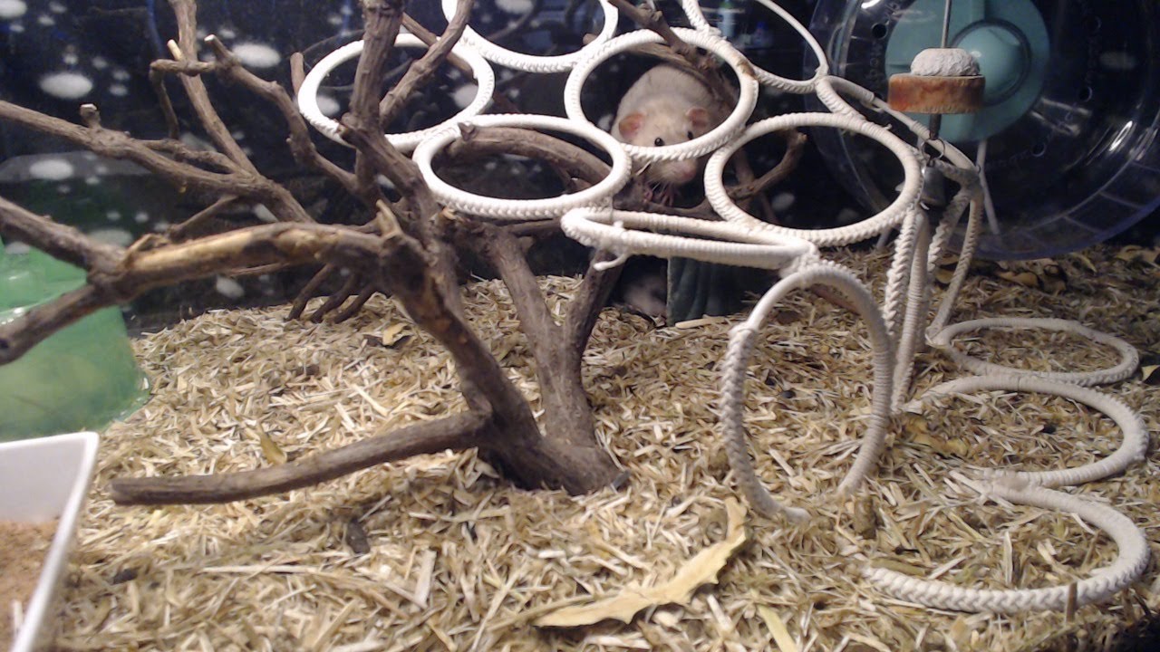 Atlantis Critter Cam #378 Baby Merle Rats - YouTube