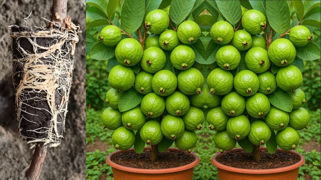 🌿How to Grow Guava Tree from Air Layering | Guava Tree Propagation Step ...