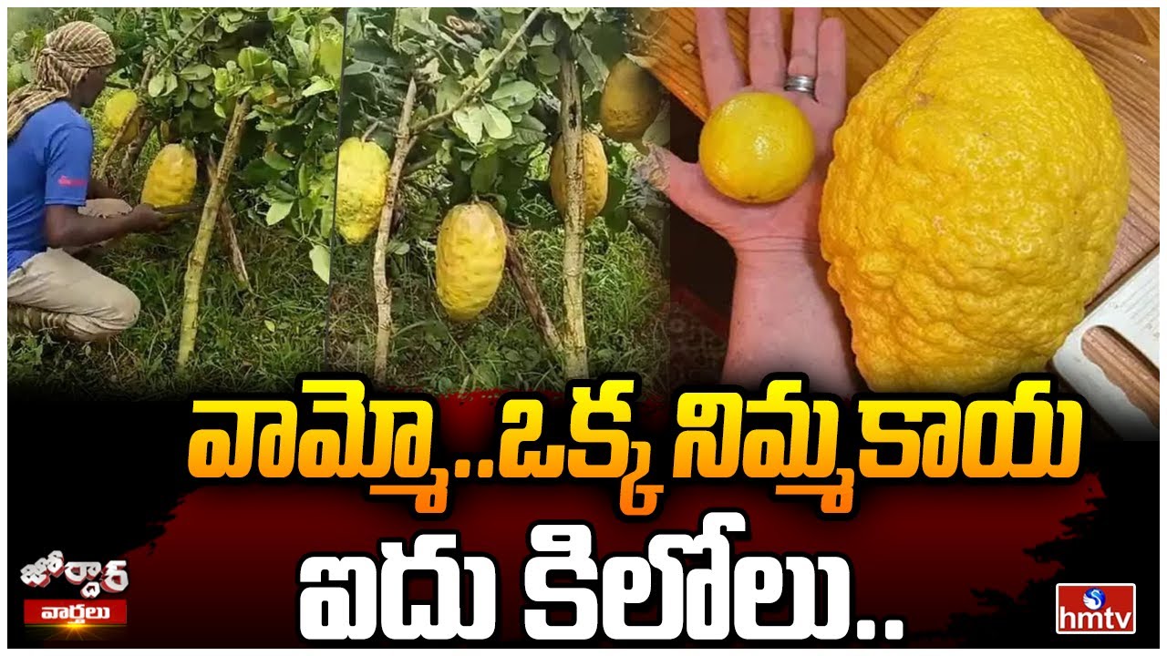 వామ్మో..ఒక్క నిమ్మకాయ ఐదు కిలోలు..|Big Size Lemon At Karnataka | Jordar ...