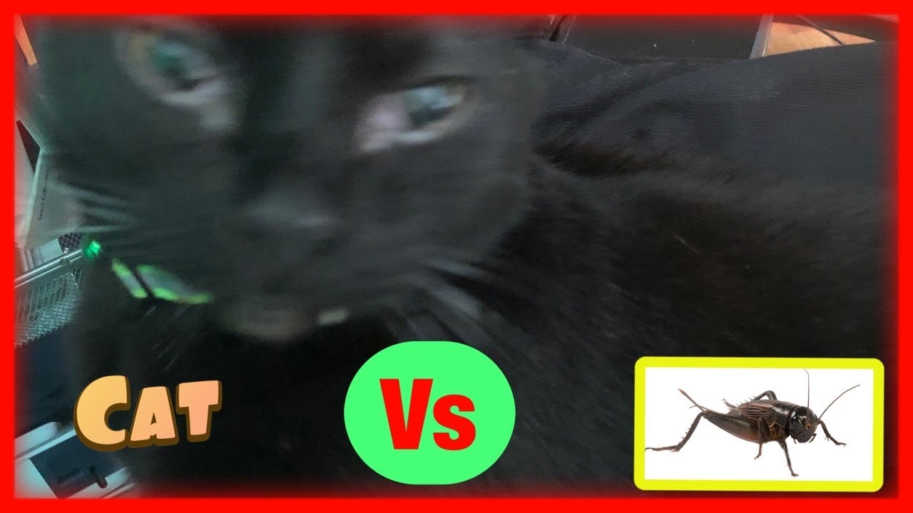 Cat Vs Cricket - YouTube