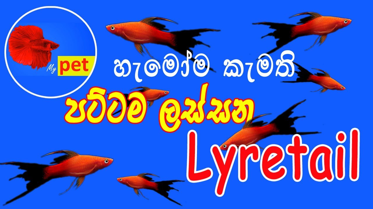 Swordtail fish Sinhala| High fin Swordtail Sinhala | Lyretail Swordtail ...