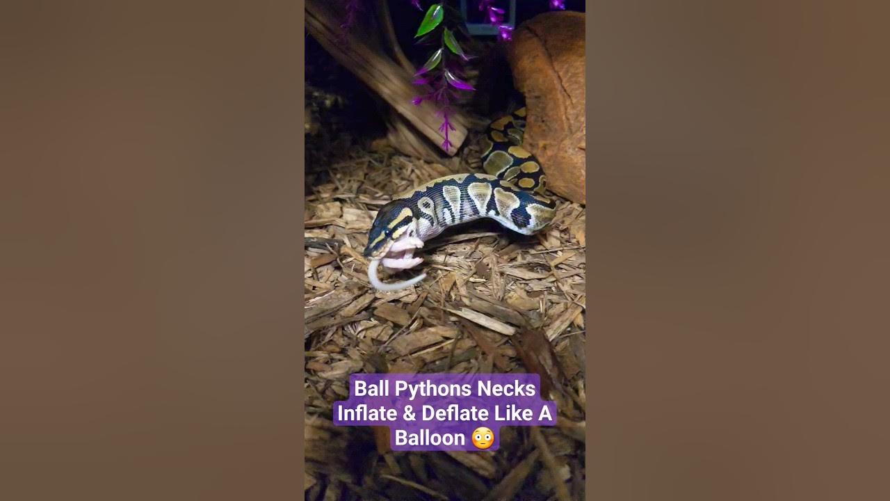 "Unveiling the Astonishing Balloon Effect: Ball Python Neck Inflation ...