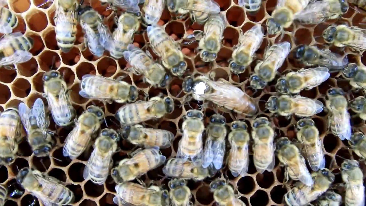 Marking a queen bee| Painting a queen honey bee| Marking a queen honey ...