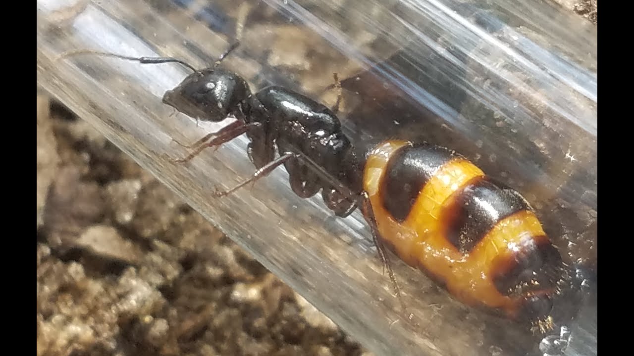 HUGE Camponotus Pennsylvanicus queen! (Physogastry) - YouTube