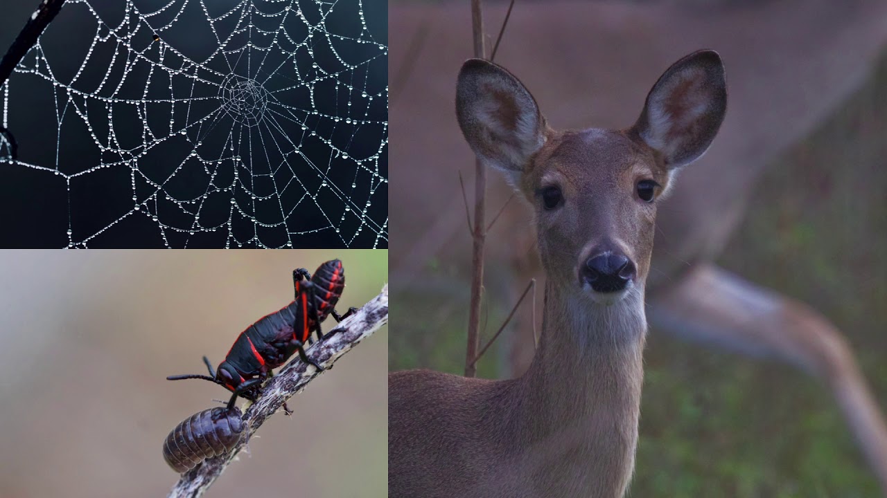 Trinity River National Wildlife Refuge - YouTube