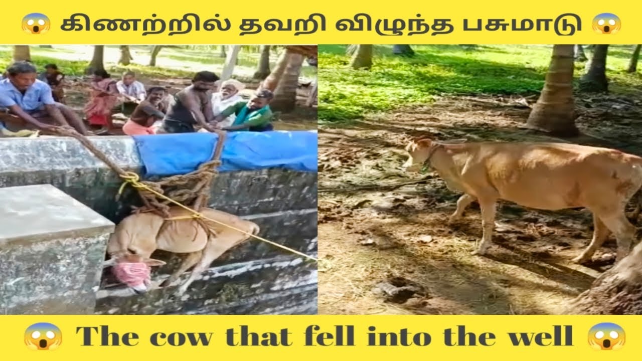 Safe Rescue of a Cow that fell into a 50 feet well - YouTube
