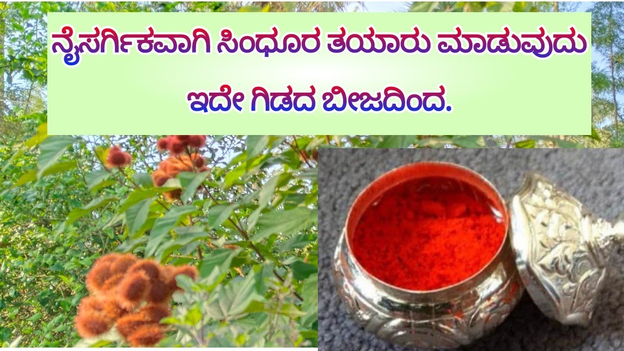 ಸಿಂಧೂರ ಗಿಡ,ಫುಡ್ ಕಲರ್ & ಲಿಪ್ಸ್ಟಿಕ್ ಆಗಿ ಬಳಸಬಹುದು | Sindoor | bixa ...
