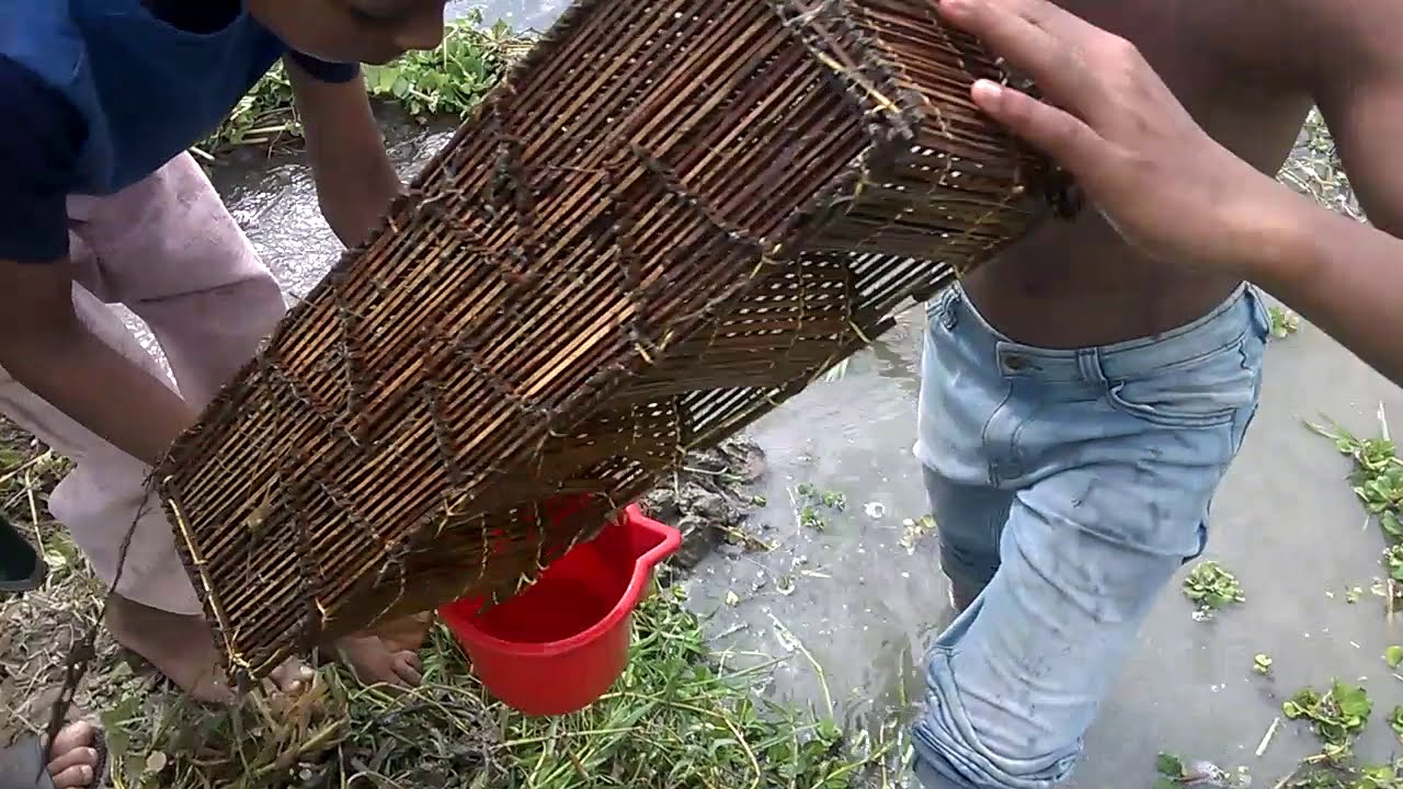 new fishing traps/bamboo box fishing - YouTube