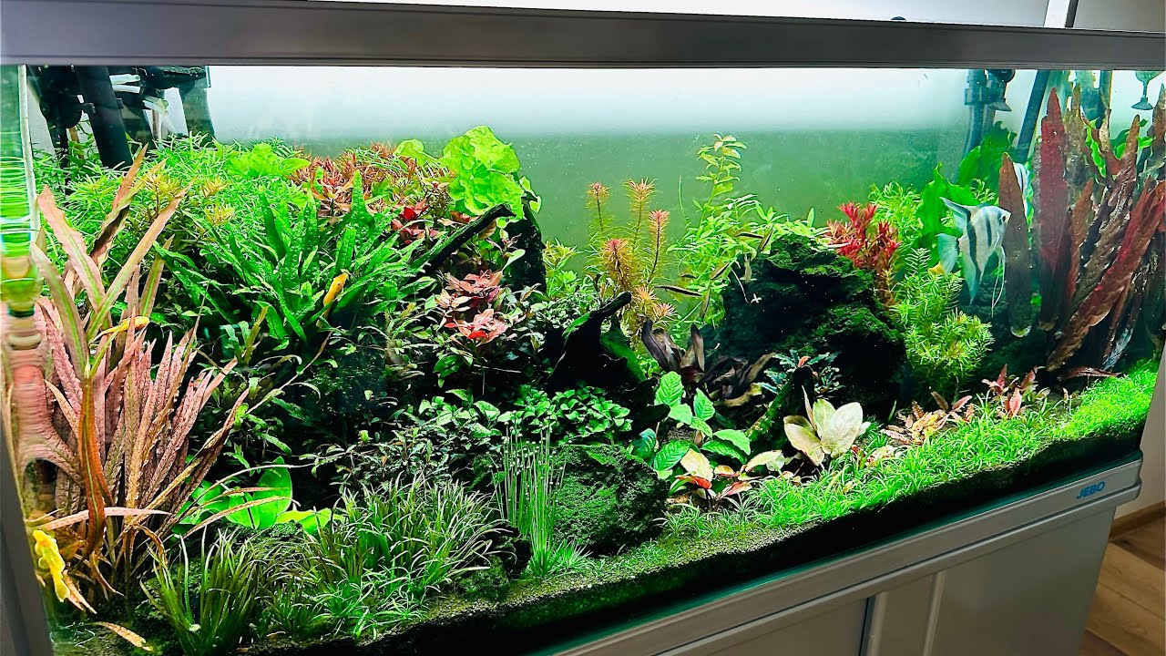 Blue Philippine Angelfish Tank, Cinematic and Relaxing Music. - YouTube