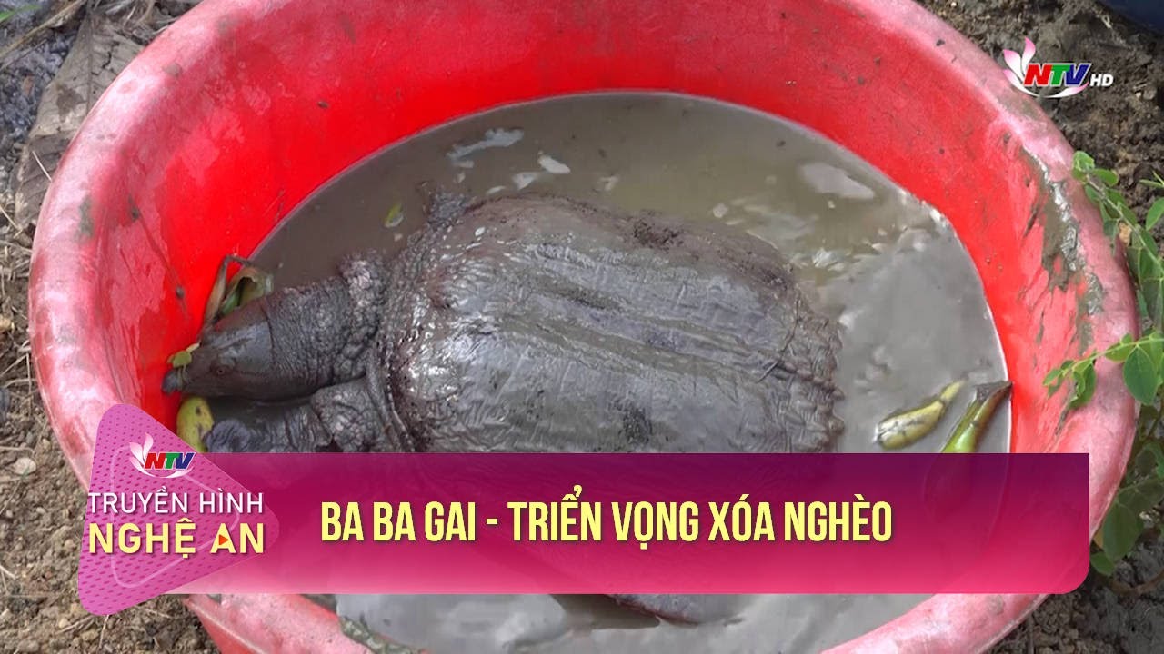 Ba ba gai - Triển vọng xóa nghèo - YouTube
