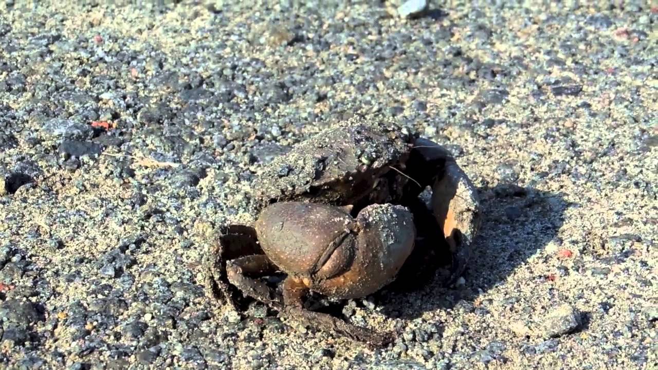 Stone/Thunder crab @ Pulau Ubin - YouTube