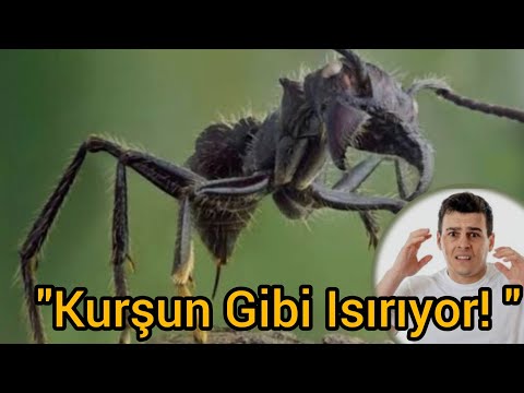 Dünyanın En Acı Verici Sokması! | Mermi Karıncası 